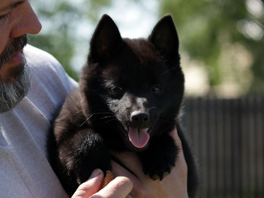 Шипперке щенок с шоу перспективой