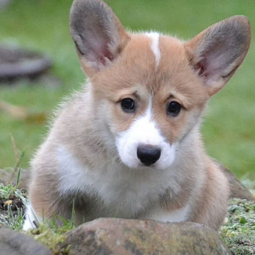 Вельш Корги Пемброк, щенок