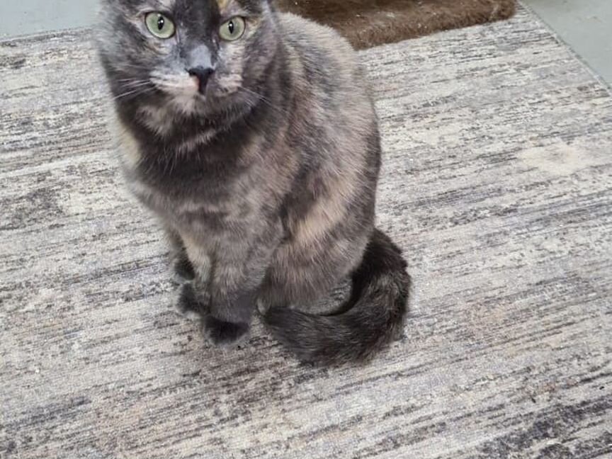 Кошка Маруся в добрые руки