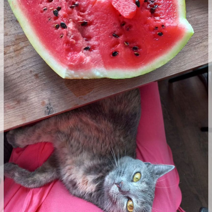 Кошка