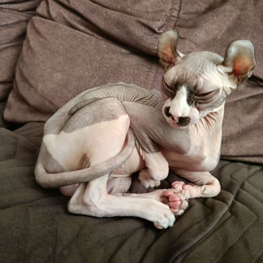 Котёнок сфинкс эльф