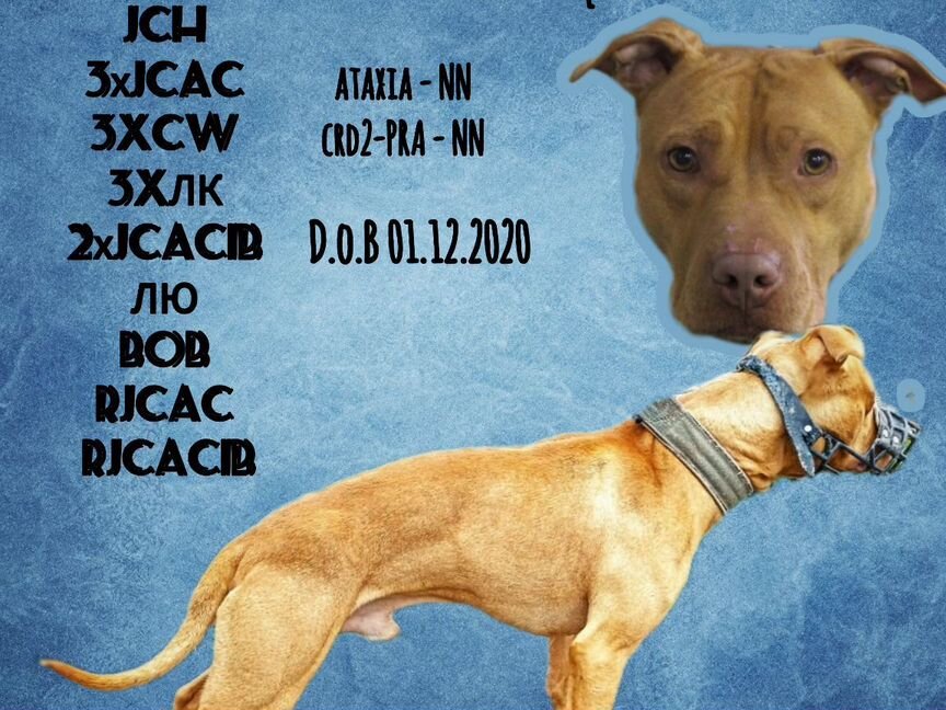 Питбультерьер вязка