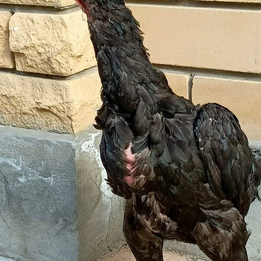 Бойцовская курица