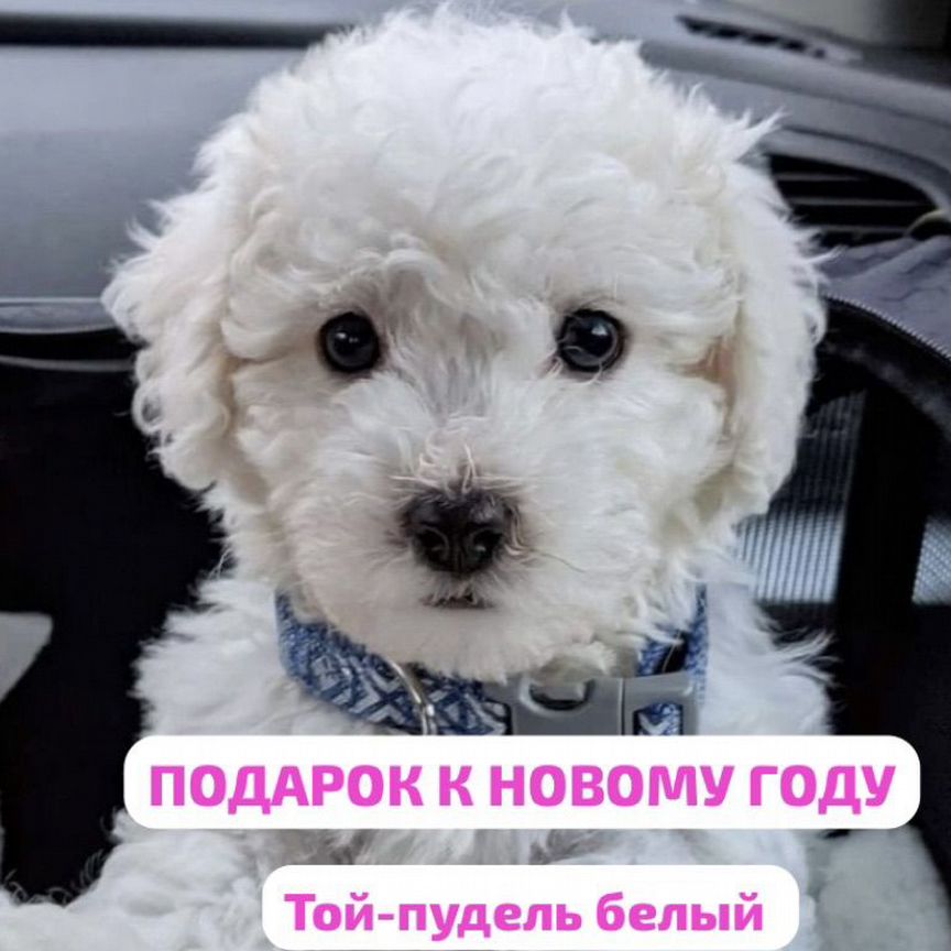 Той-пудель белый