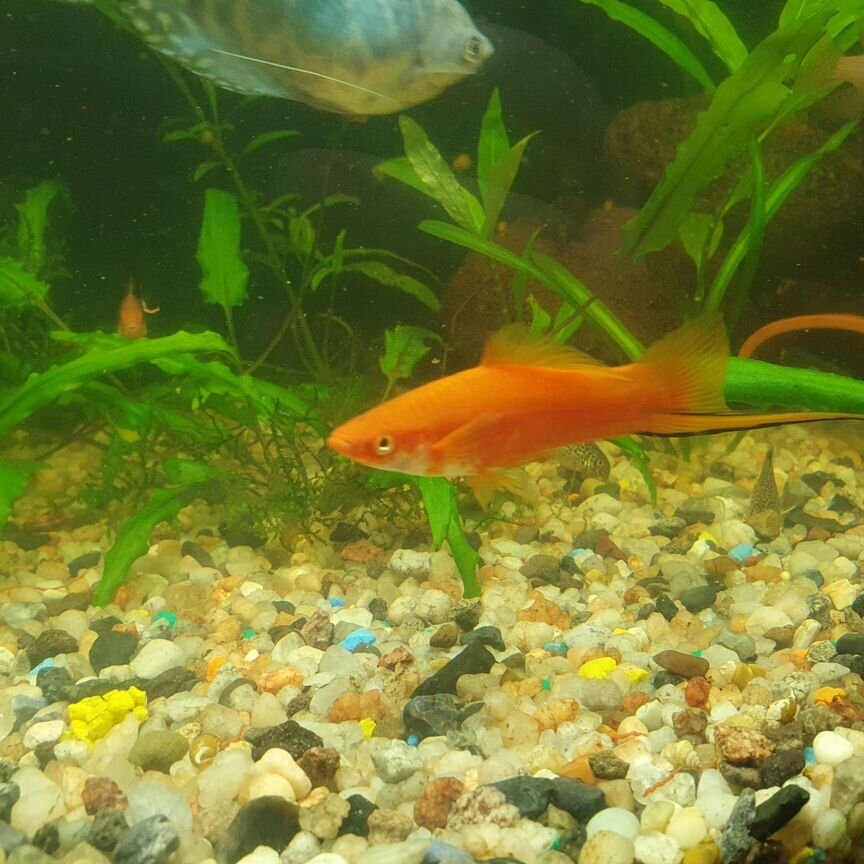 Рыбки аквариумные