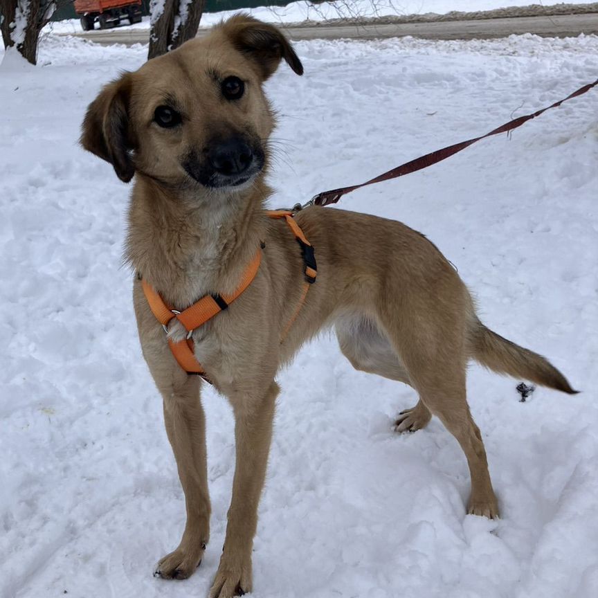 Взрослая собака в добрые руки