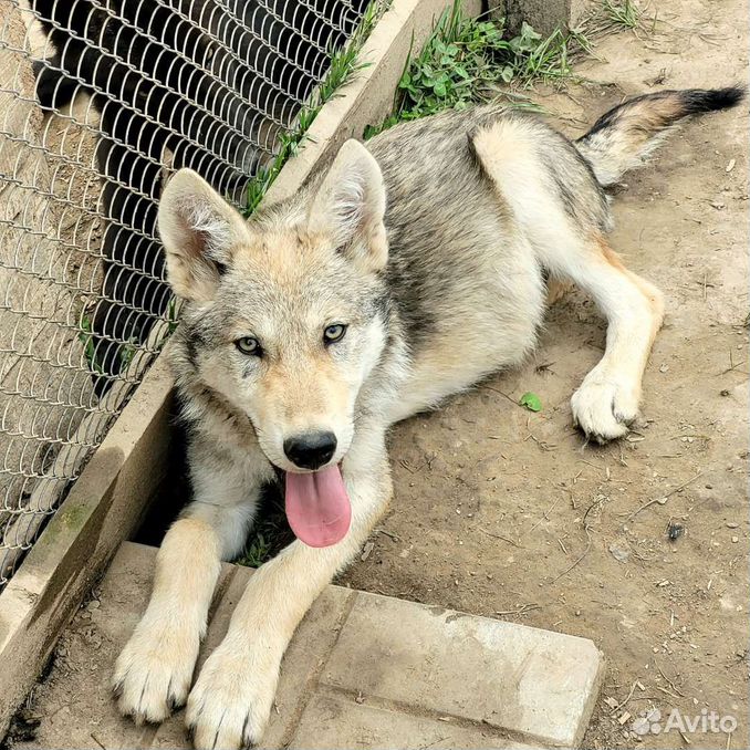 Волкособ мальчик