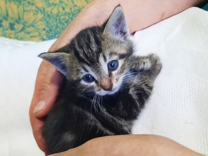 Котёнок Маруся 1 месяц