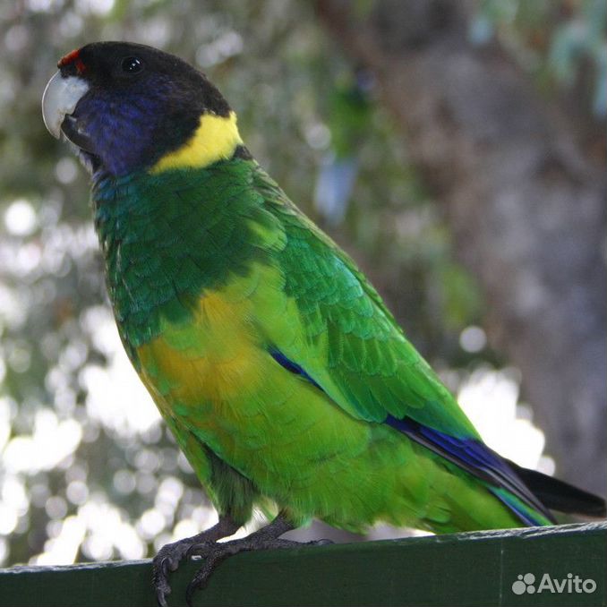 Розелла Воротничковая