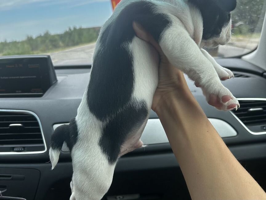 Французский бульдог