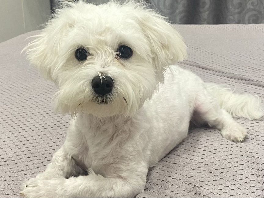 Щенок мальтийской болонки