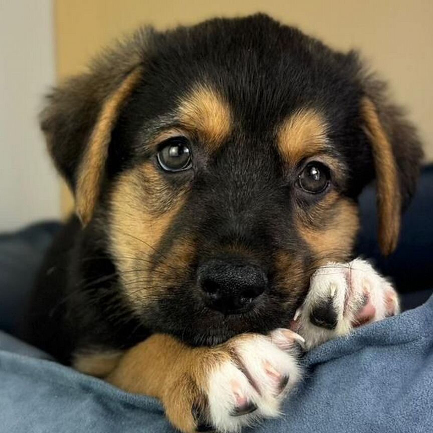 Щенок в добрые руки