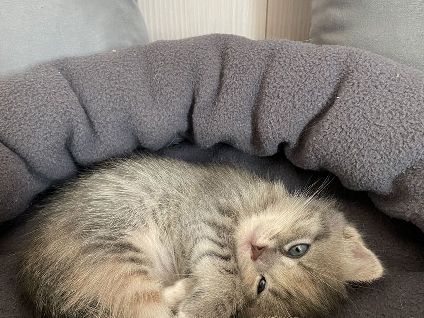 Шотландские вислоухие котята