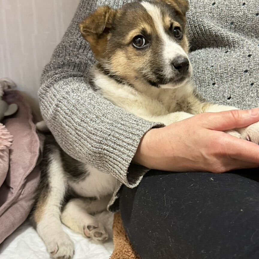 Щенок в добрые руки