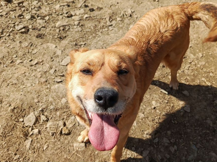 Собака в добрые руки