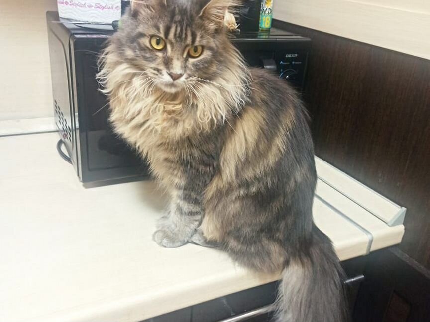 Мейн-кун продам кошечку