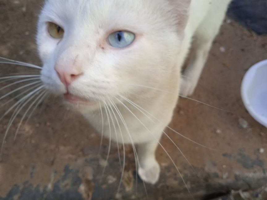 Кот Тихон живет на улице