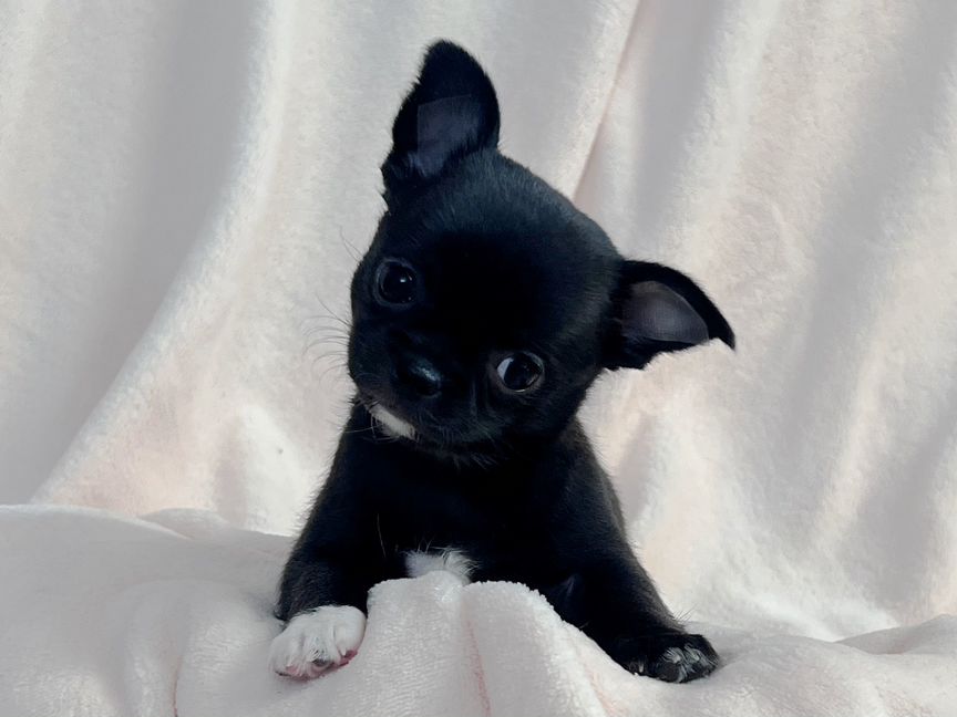 Чихуахуа девочка