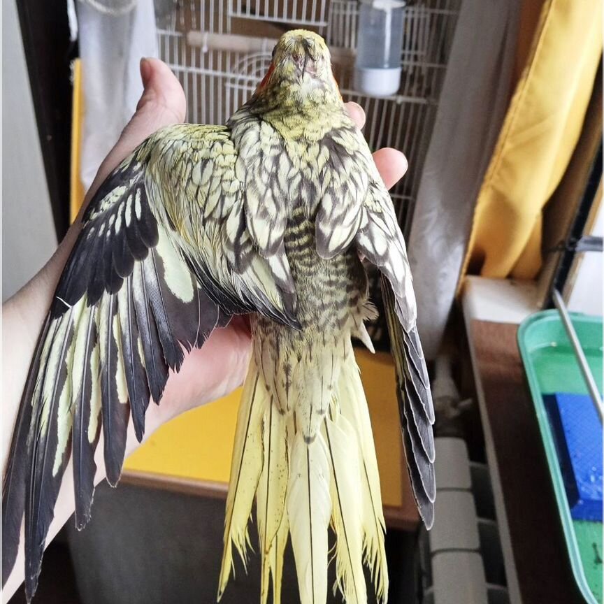 Птенчик попугая корелла