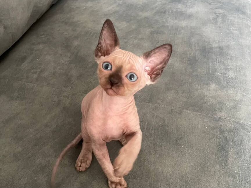 Канадский Сфинкс