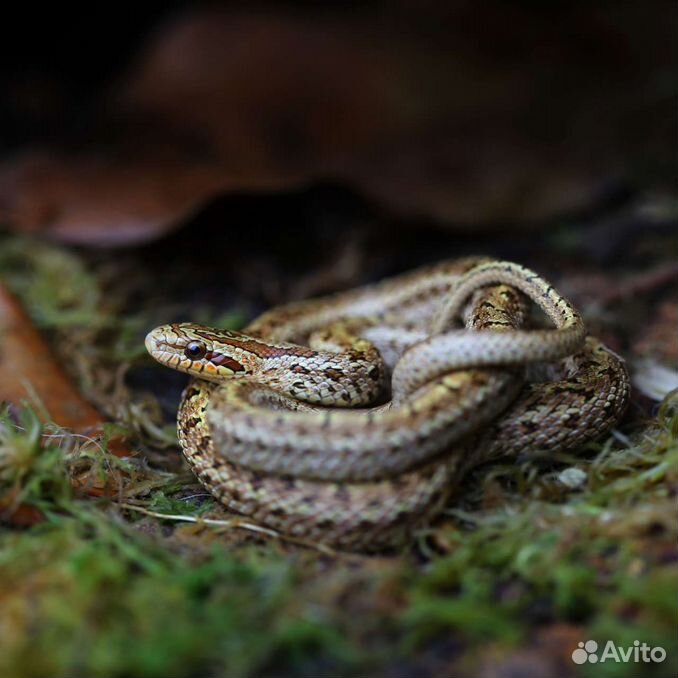 Узорчатые полозы. Змеи для новичков