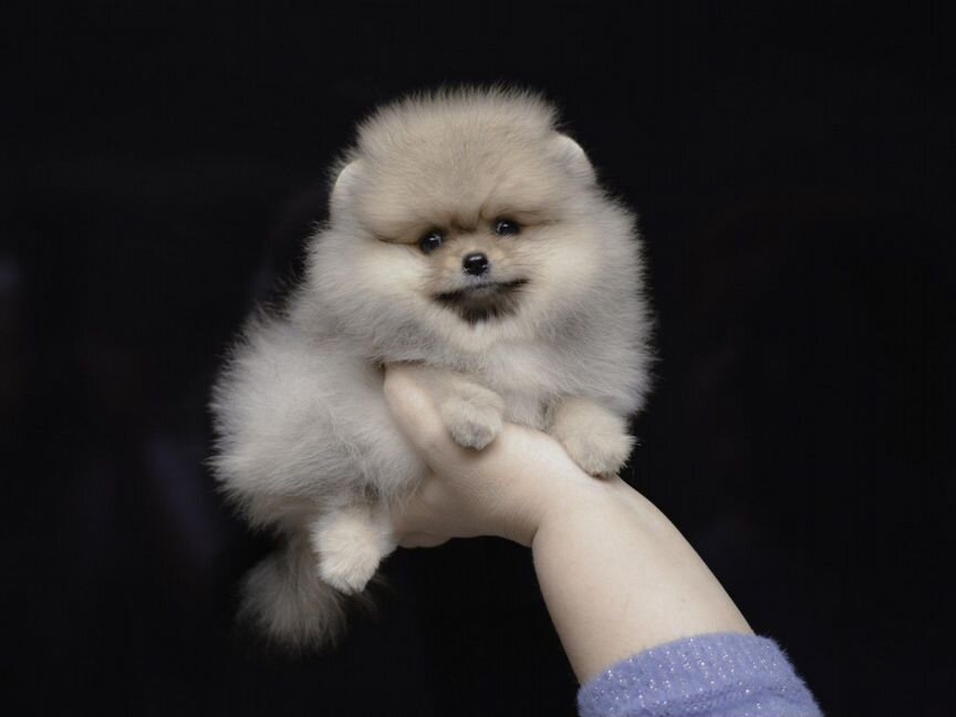 Шпицулька красотулька