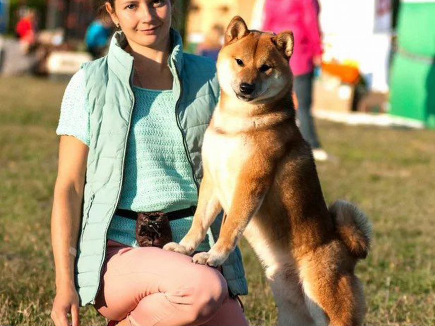 Японский самурай shiba inu приглашает на вязку