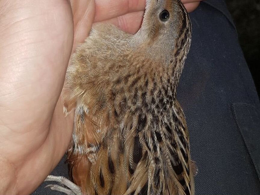 Выпь, в добрые руки