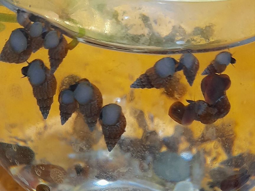 Улитки мелании гранифера