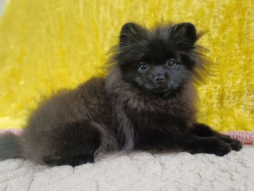 Померанский шпиц девочка куколка