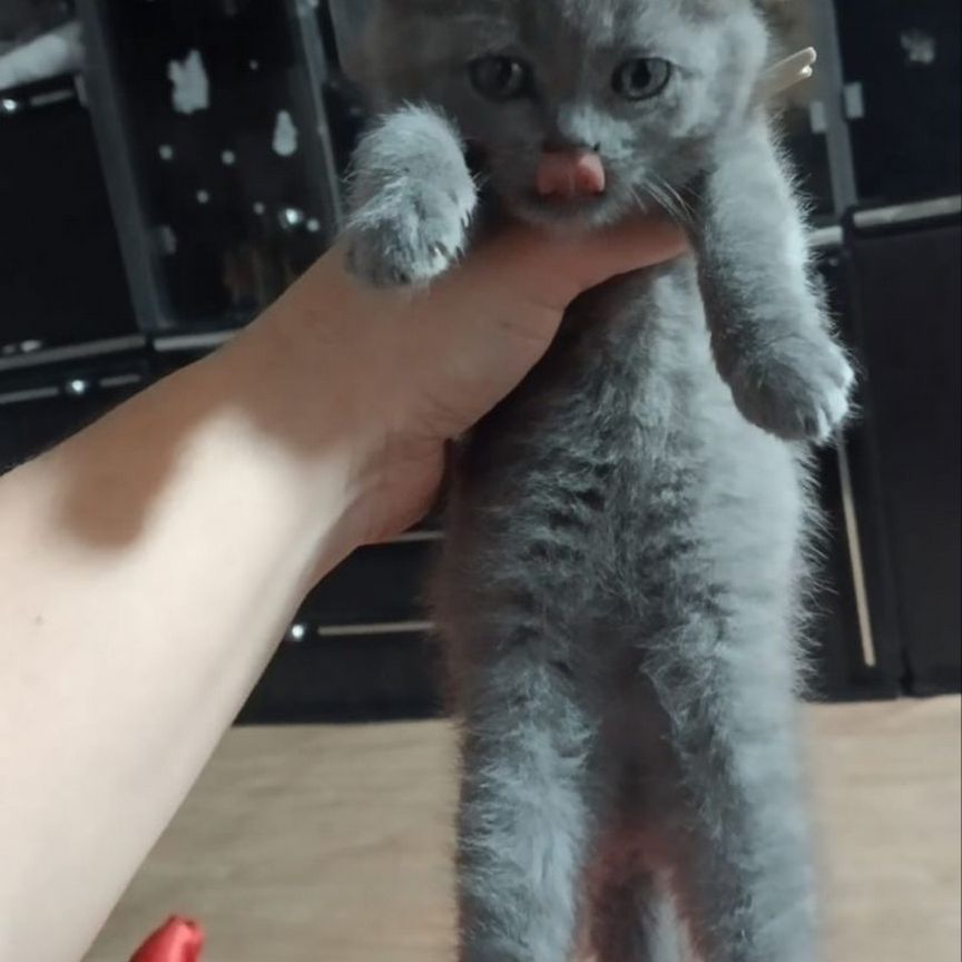 Шотландская