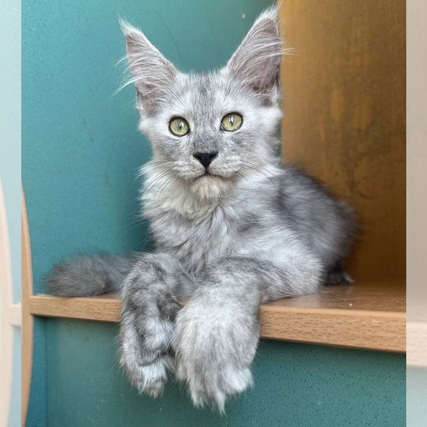 Мейн-кун котёнок