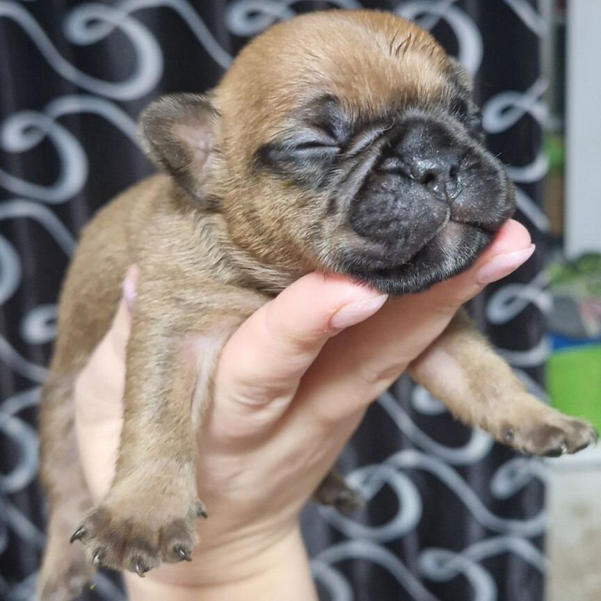 Французский бульдог, щенок