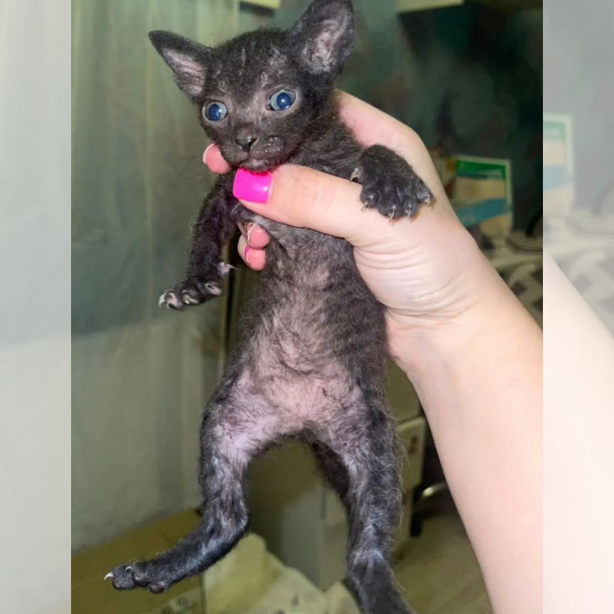 Канадский сфинкс котёнок