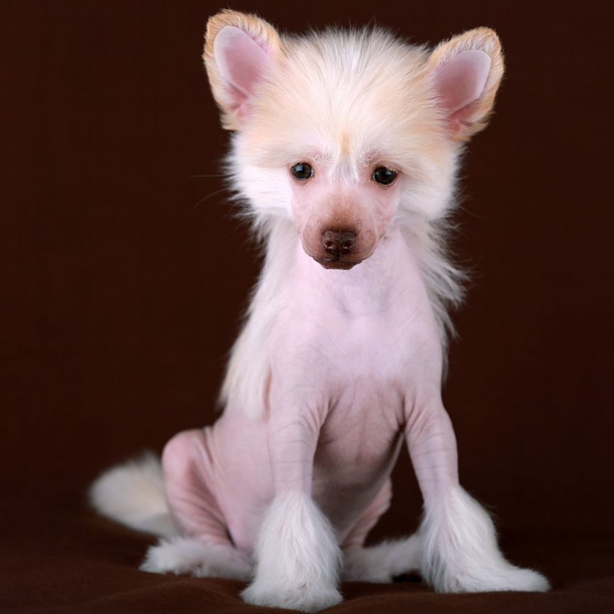 Щенок Китайской Хохлатой собаки