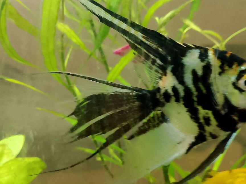 Рыба. Скалярии вуаливые