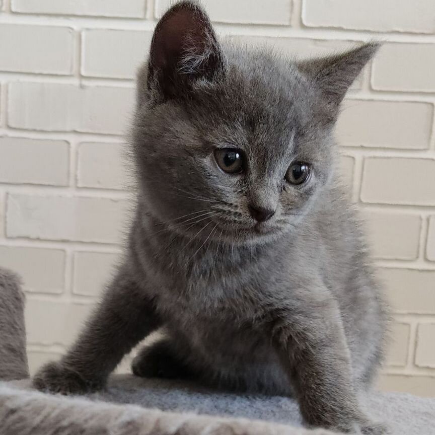 Британский короткошёрстный котёнок
