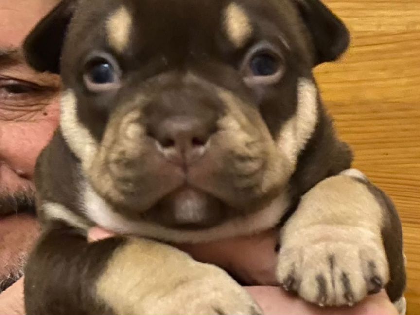 Американский булли щенки