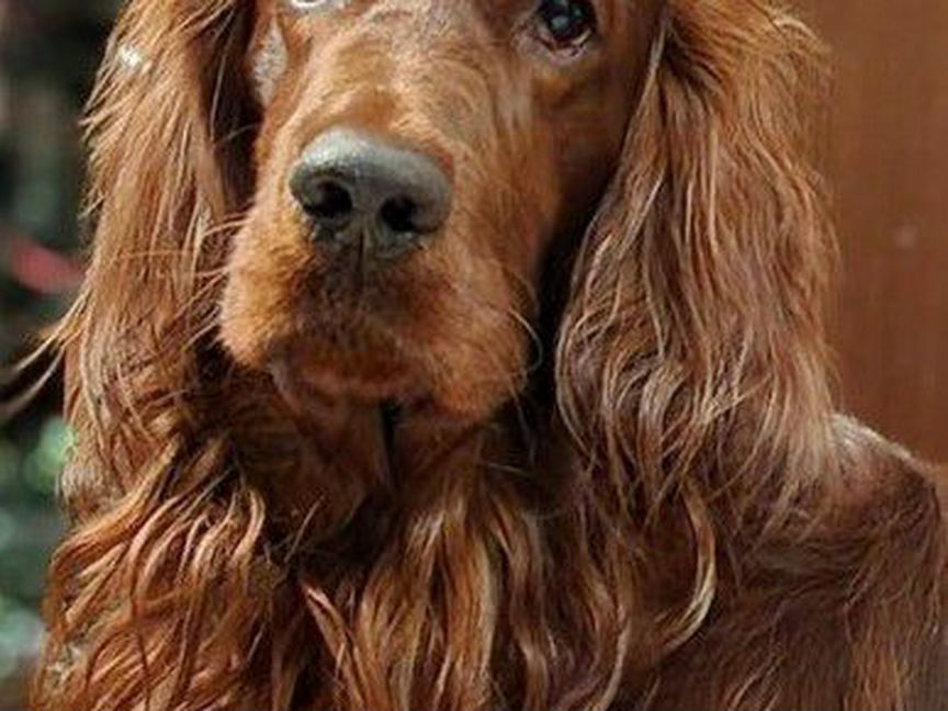 Сеттер ирландский