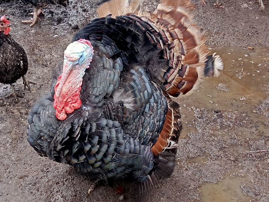 Индюки северокавказские