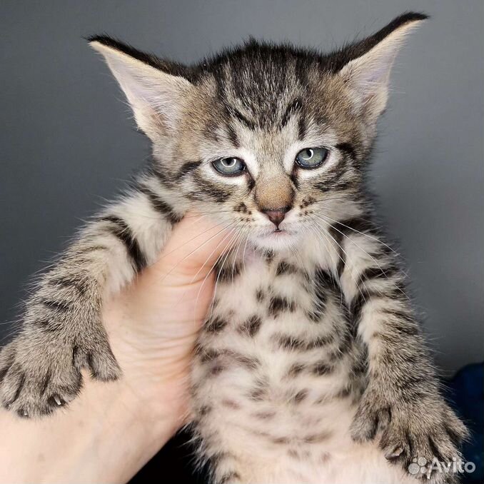 Пиксибоб Кошка с поли лапами