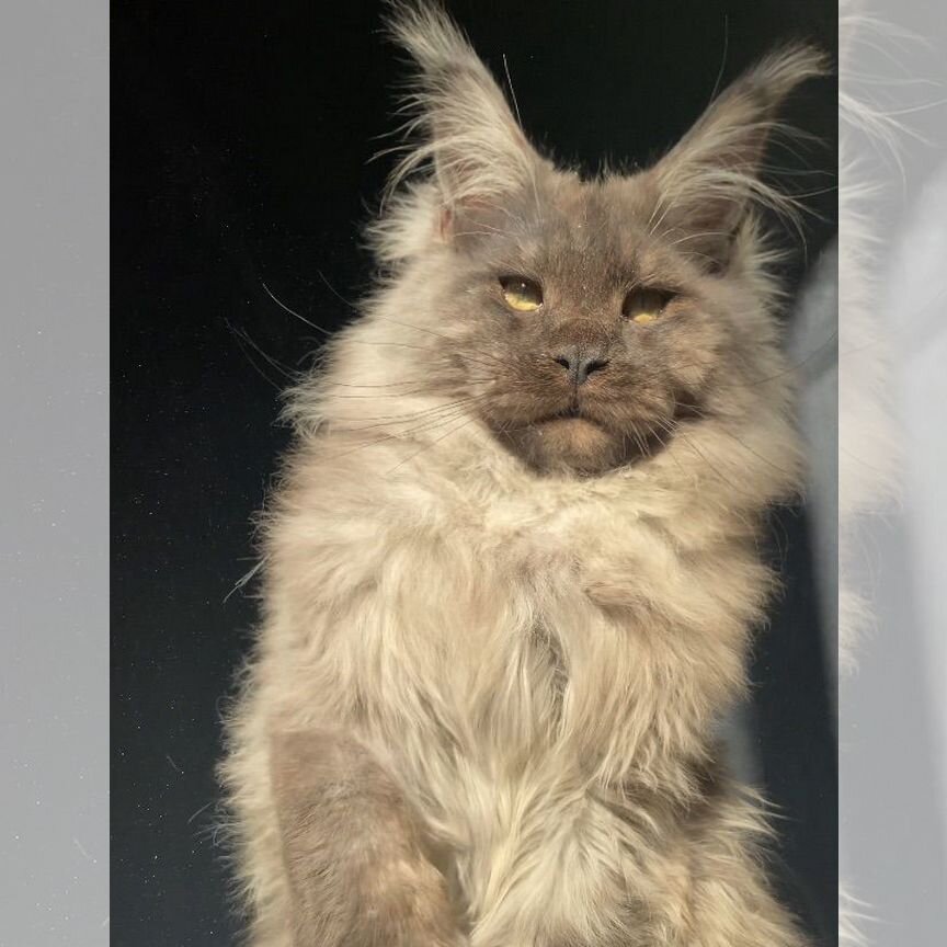 Мейн-кун котёнок