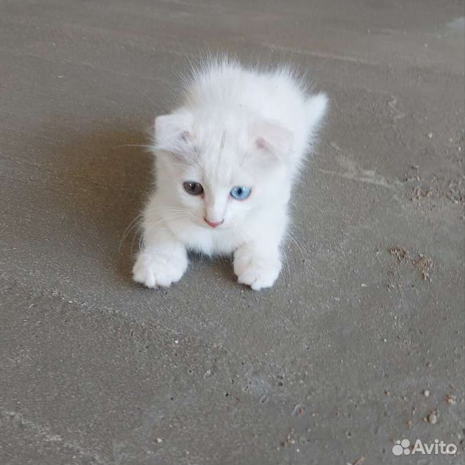 Котята белые вислоухие
