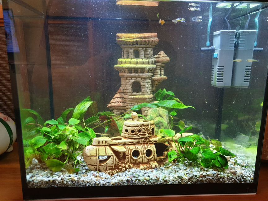 Аквариум с растениями рыбками декорациями