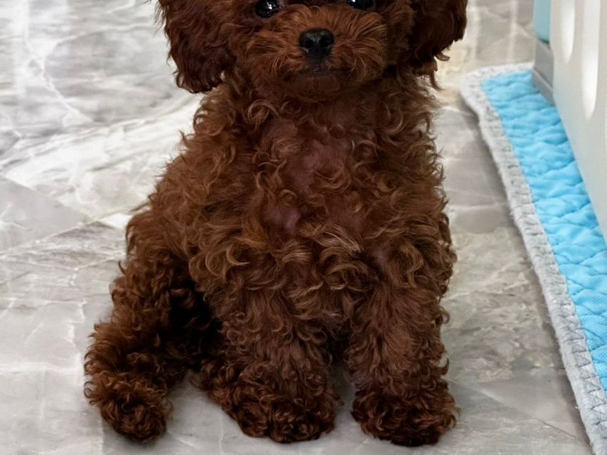 Мальчик Микро тедди пудель от китайской пары