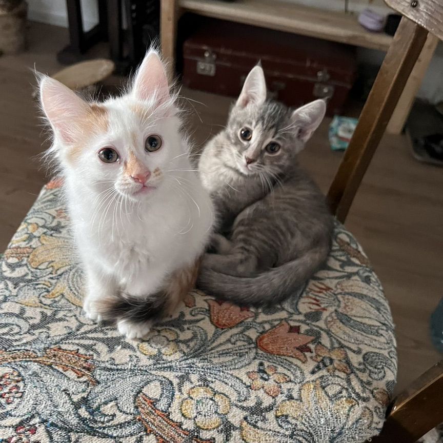 Отдам котят в добрые руки