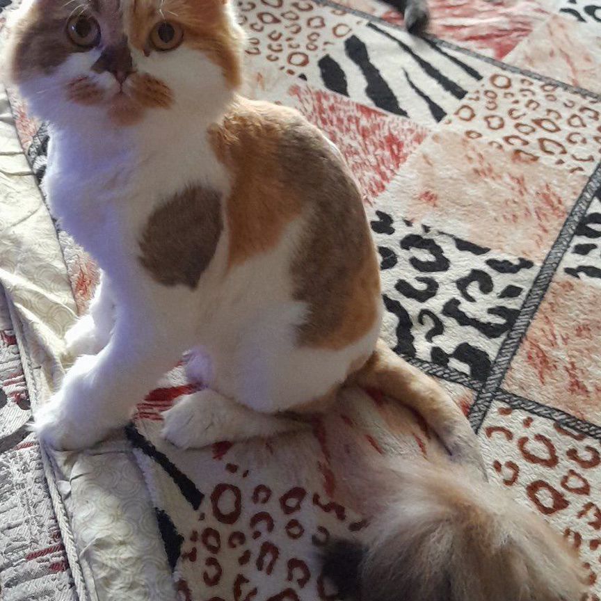 Кошка в добрые руки