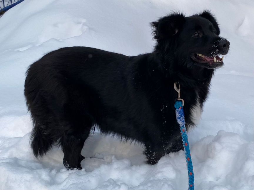 Собака в добрые руки