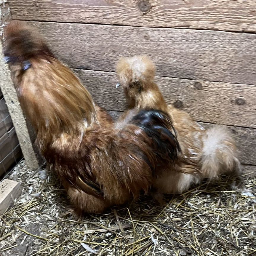 Китайские шелковые семья