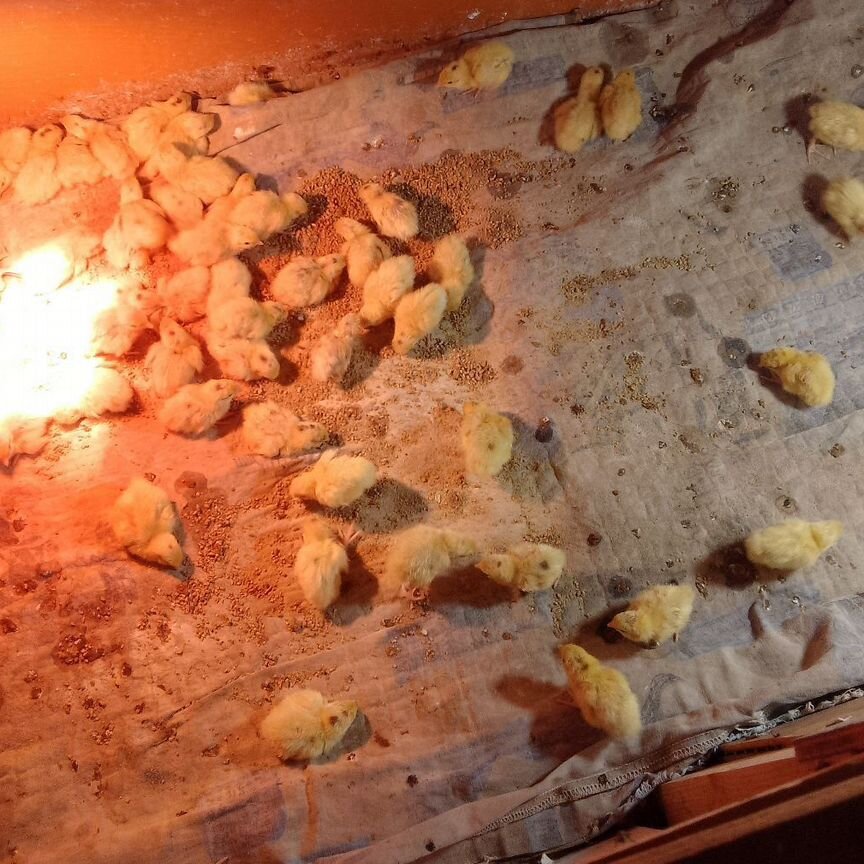 Продам перепелят породы Техас белый крупные